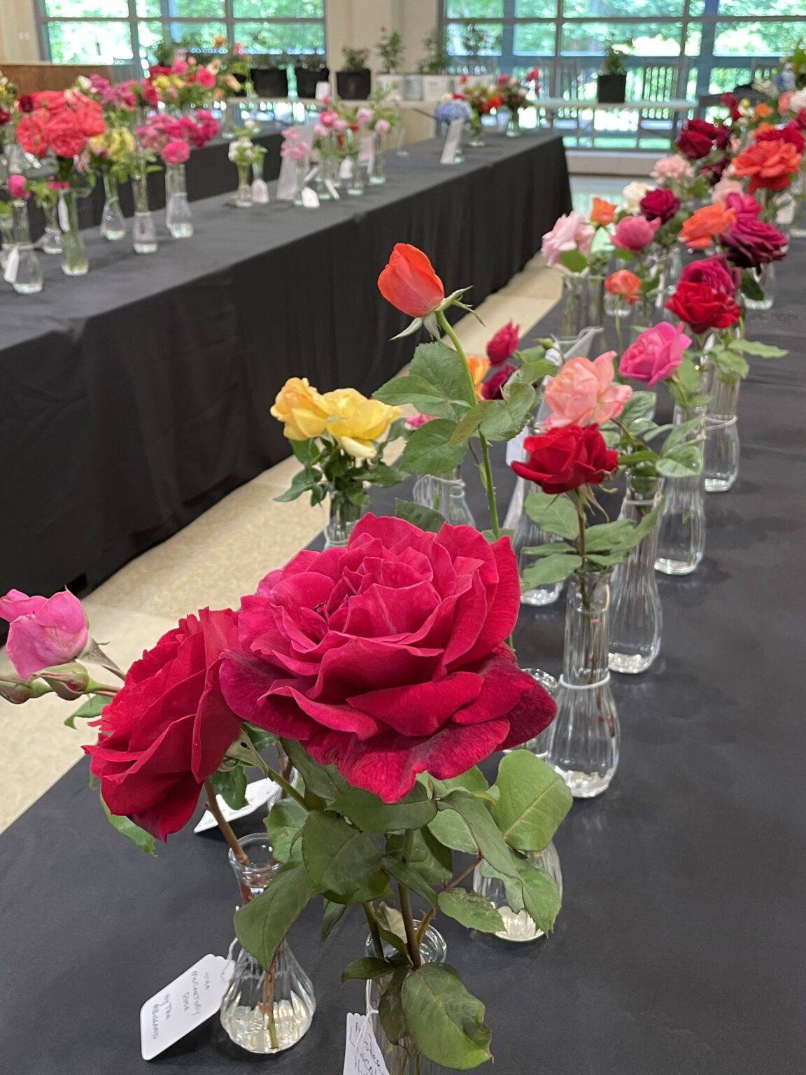 May 24-25 ABRRS Annual Rose Show at the North Carolina Arboretum ...