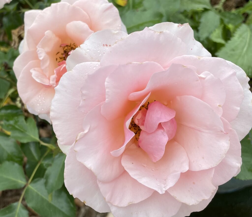 May 10: ABRRS Annual Rose Sale - Asheville Blue Ridge Rose Society